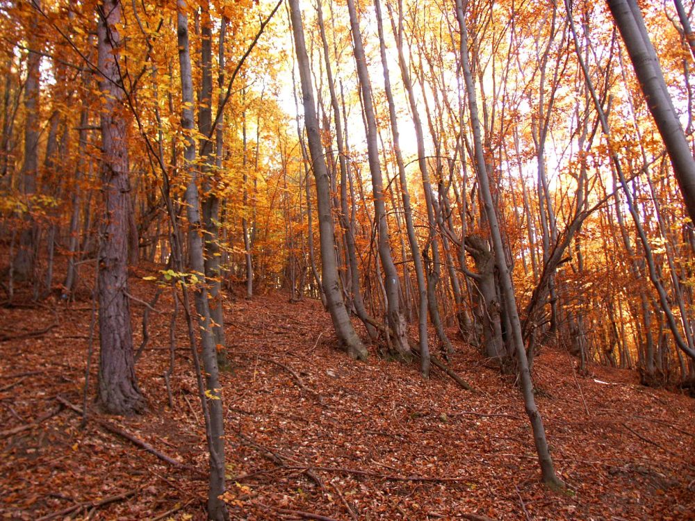 Как повишаването на температурите се отразява на дървесината и горите ...